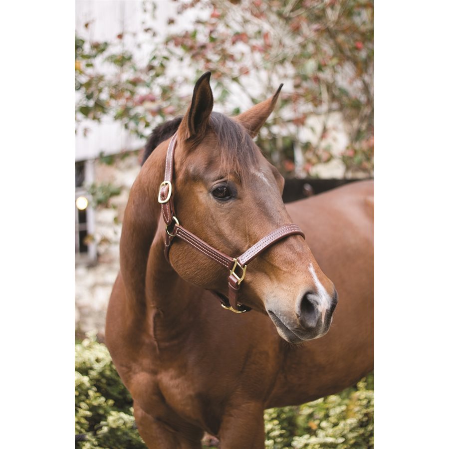 1" HORSE PROFESSIONAL HAZELNUT SHOW HALTER