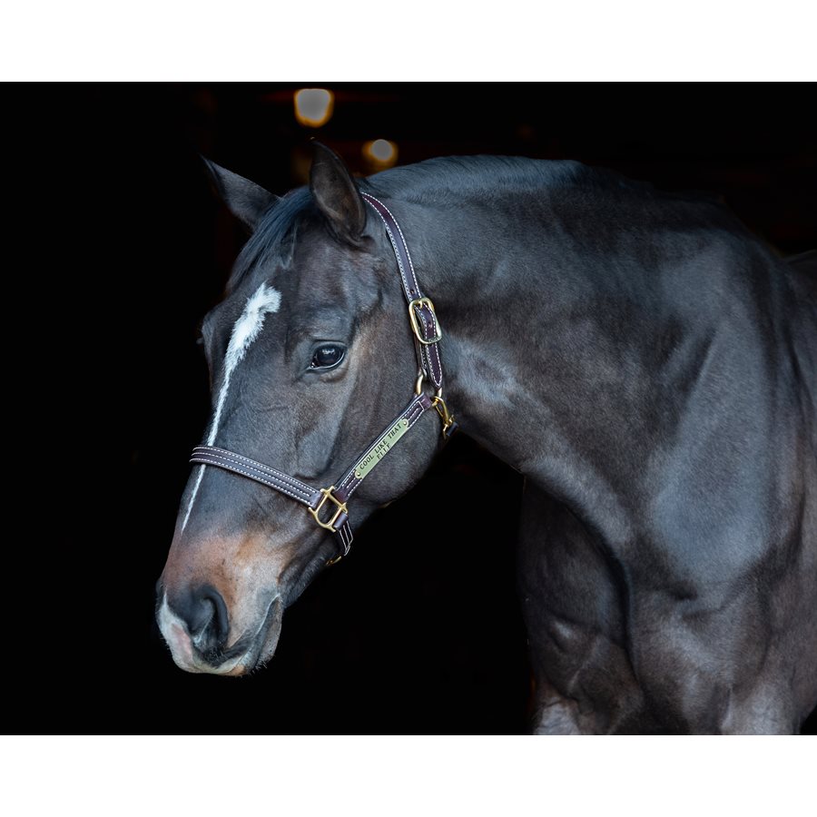 HORSE HAVANA PROFESSIONAL SHOW HALTER