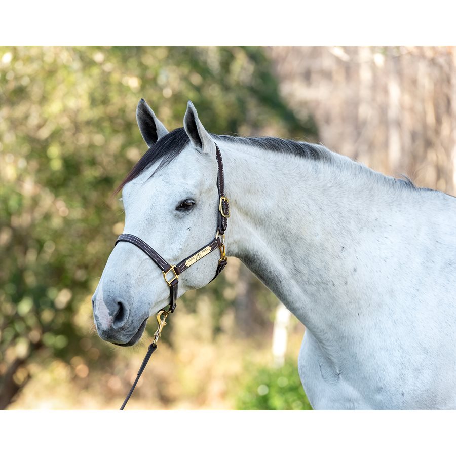 HORSE HAVANA PROFESSIONAL SHOW HALTER