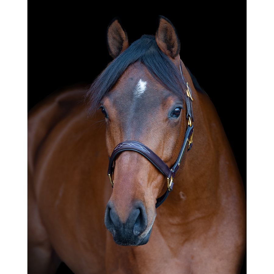 FANCY STITCHED HORSE LEATHER HALTER HAVANA / HAVANA PADDING