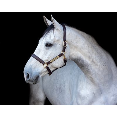 Fancy Stitched Horse Leather Halter with Plate | Perri’s Leather