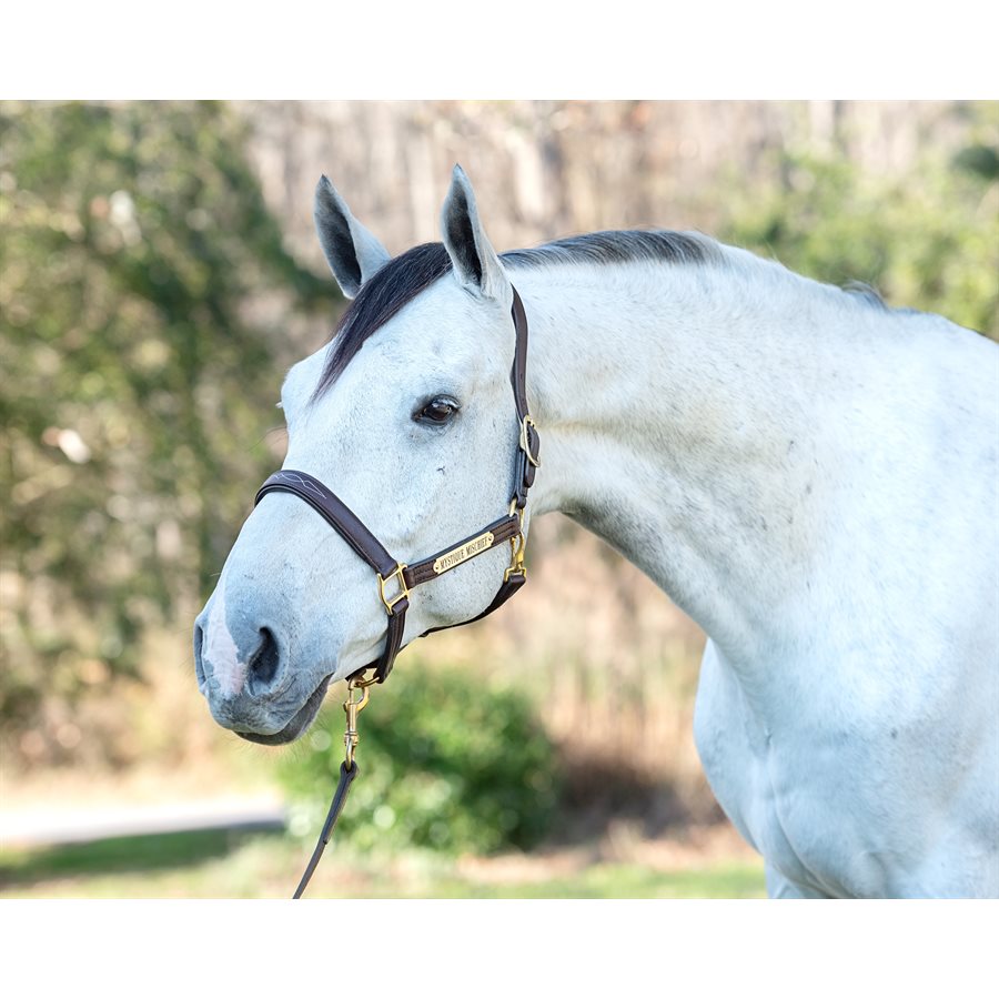 FANCY STITCHED HORSE LEATHER HALTER HAVANA / HAVANA PADDING