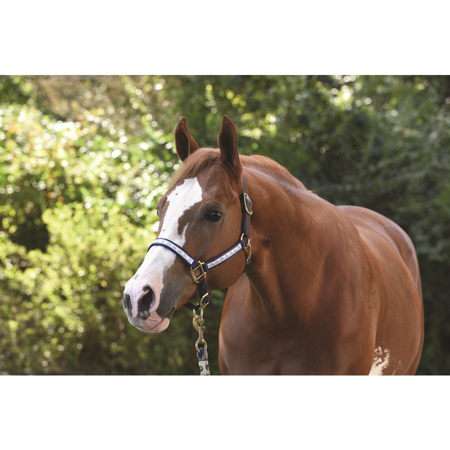 CUSTOM RIBBON SAFETY HALTER