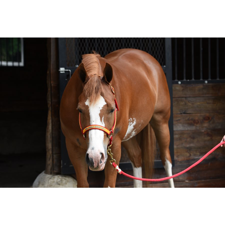 CUSTOM EMBROIDERED NYLON SUPER HALTER