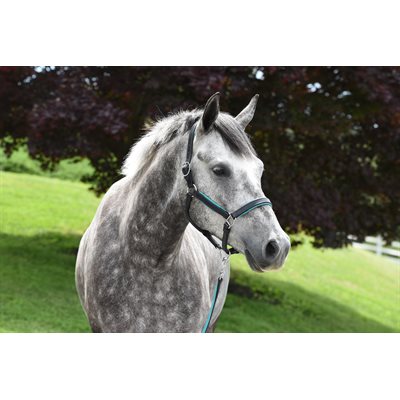 Soft Padded Leather Halters for Horses | Perri’s Leather
