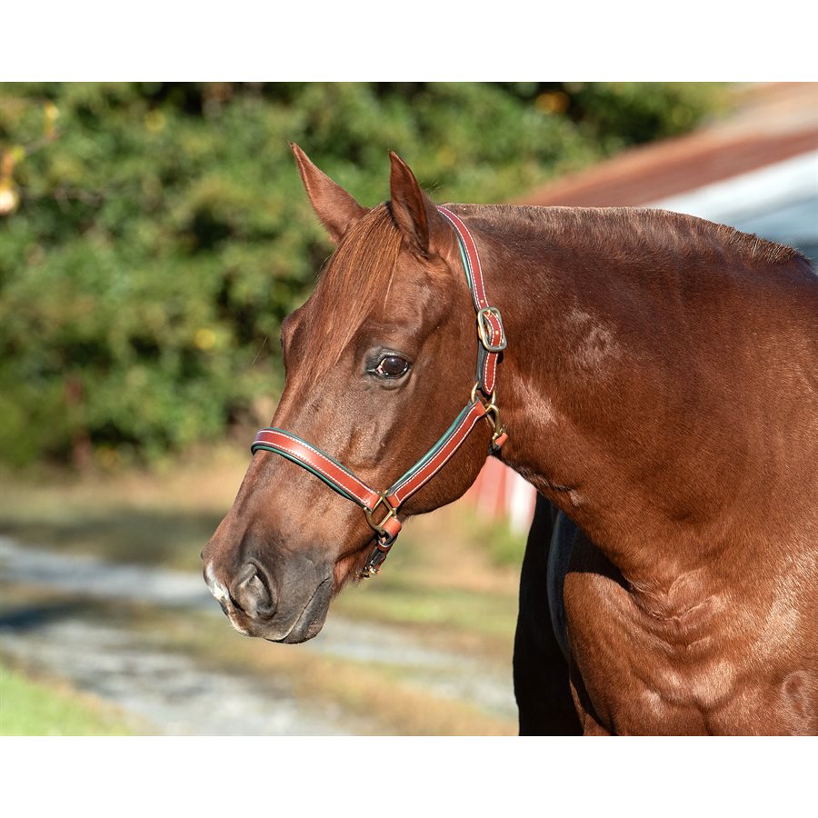 1" HRS CHESTNUT / GRN PADDED HALTER