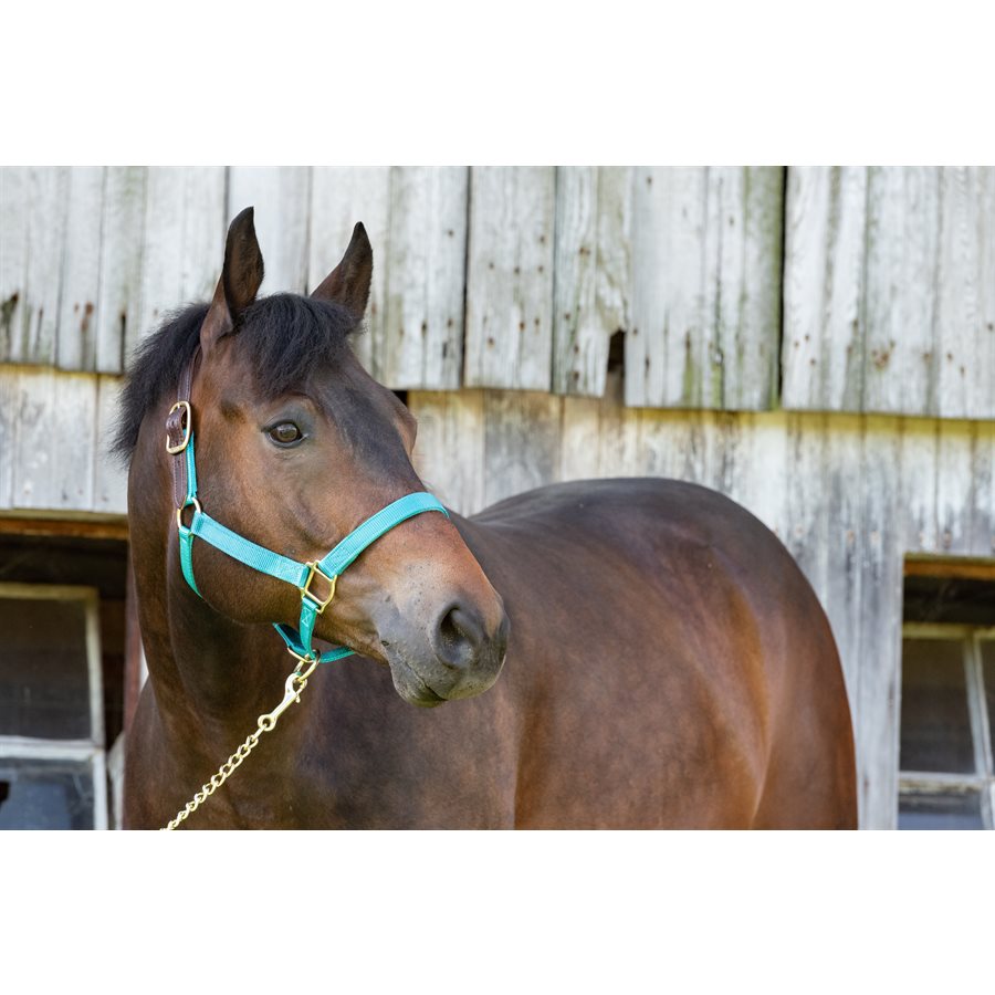 Nylon Horse Safety Halters | Perri’s Leather