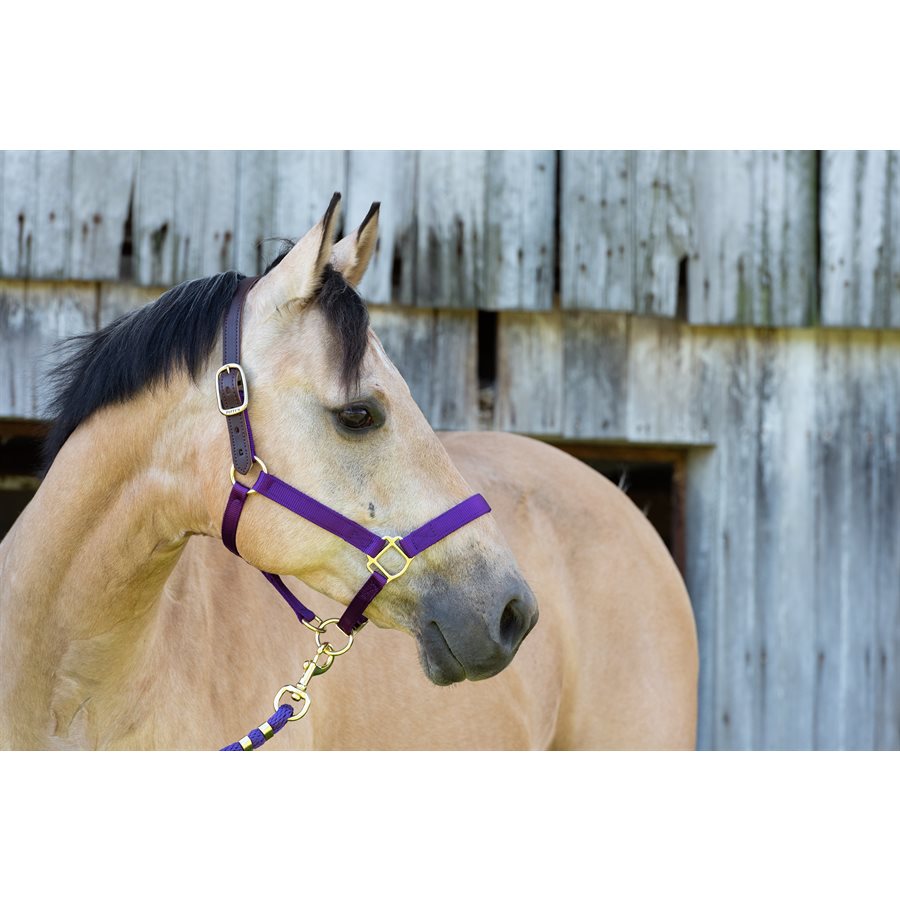 Nylon Horse Safety Halters | Perri’s Leather