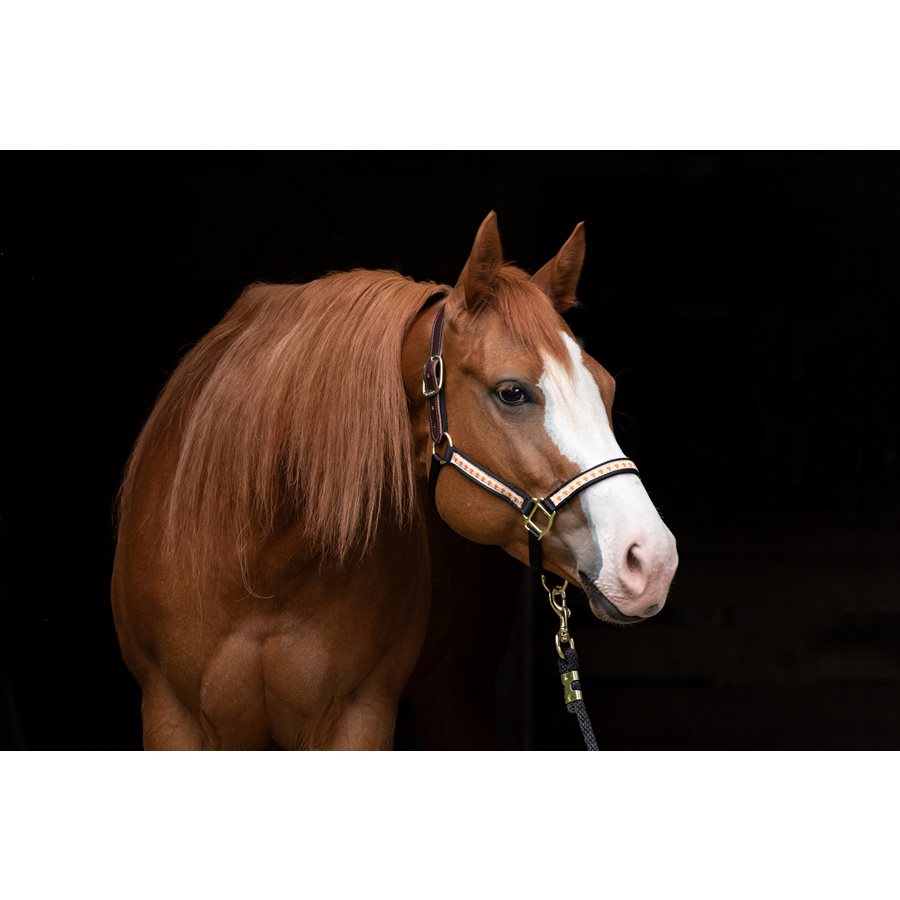 HORSE ROYAL HIPPO SAFETY HALTER