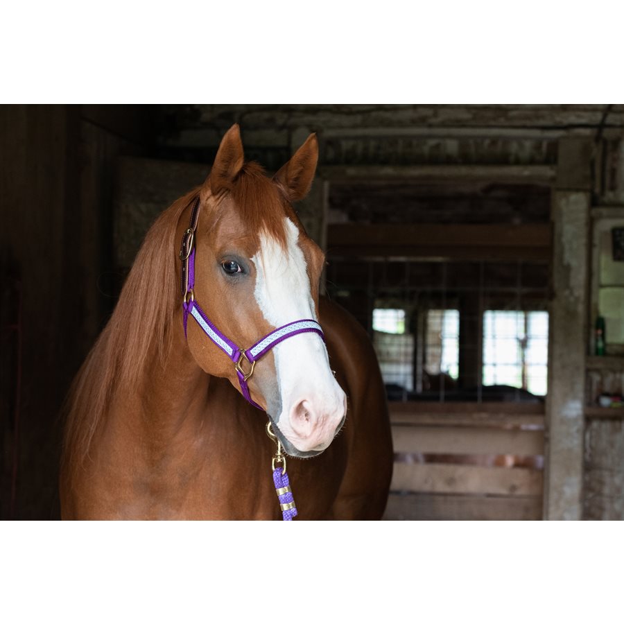 HORSE ROYAL HIPPO SAFETY HALTER