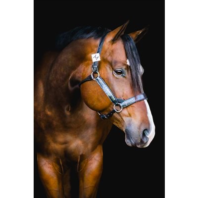 Western Horse Show Halter | Crocodile Embossed | Perri’s Leather